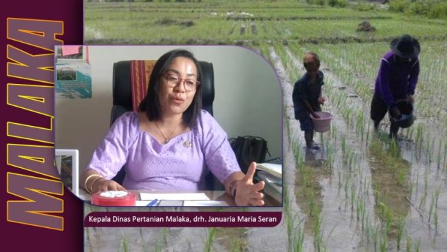 Soal Beras Nona Malaka Dan Fore Lakateu, Begini Penjelasan Distan ...